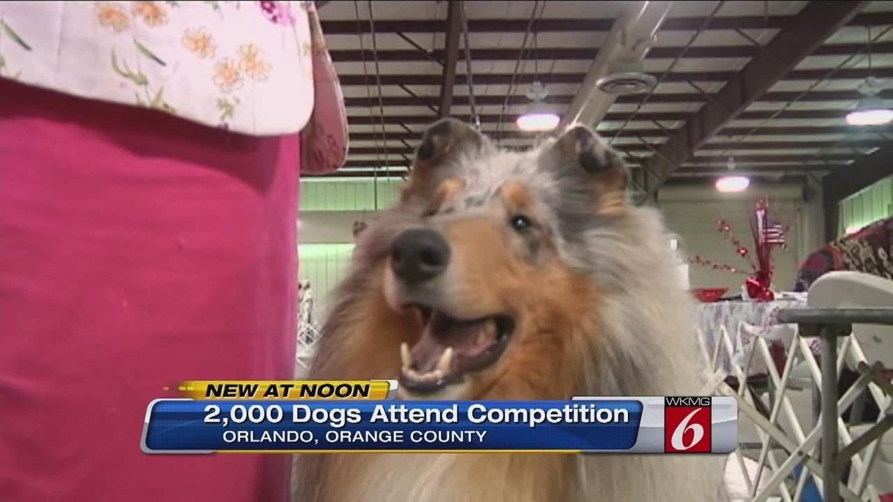 Central Florida Fairgrounds To Host All breed Dog Show Central Florida Fairgrounds To Host All breed Dog Show