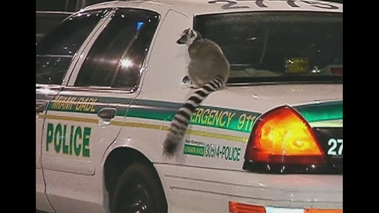 Lemur Car