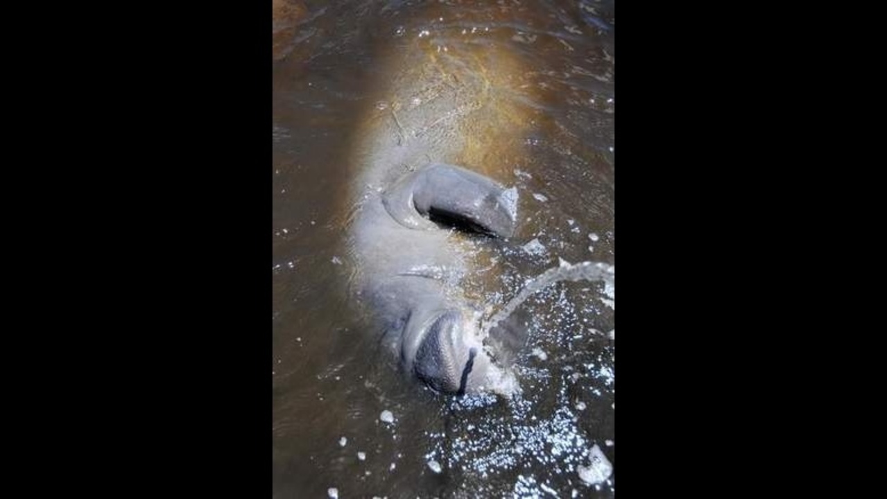 Manatee Attack Of The Killer