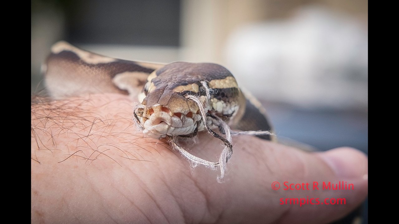 4 Large Pythons Found In Old Missile Base In Florida Keys