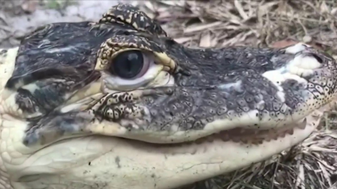 ClickO on the Go: Rare alligator stolen; man clings to hood of...