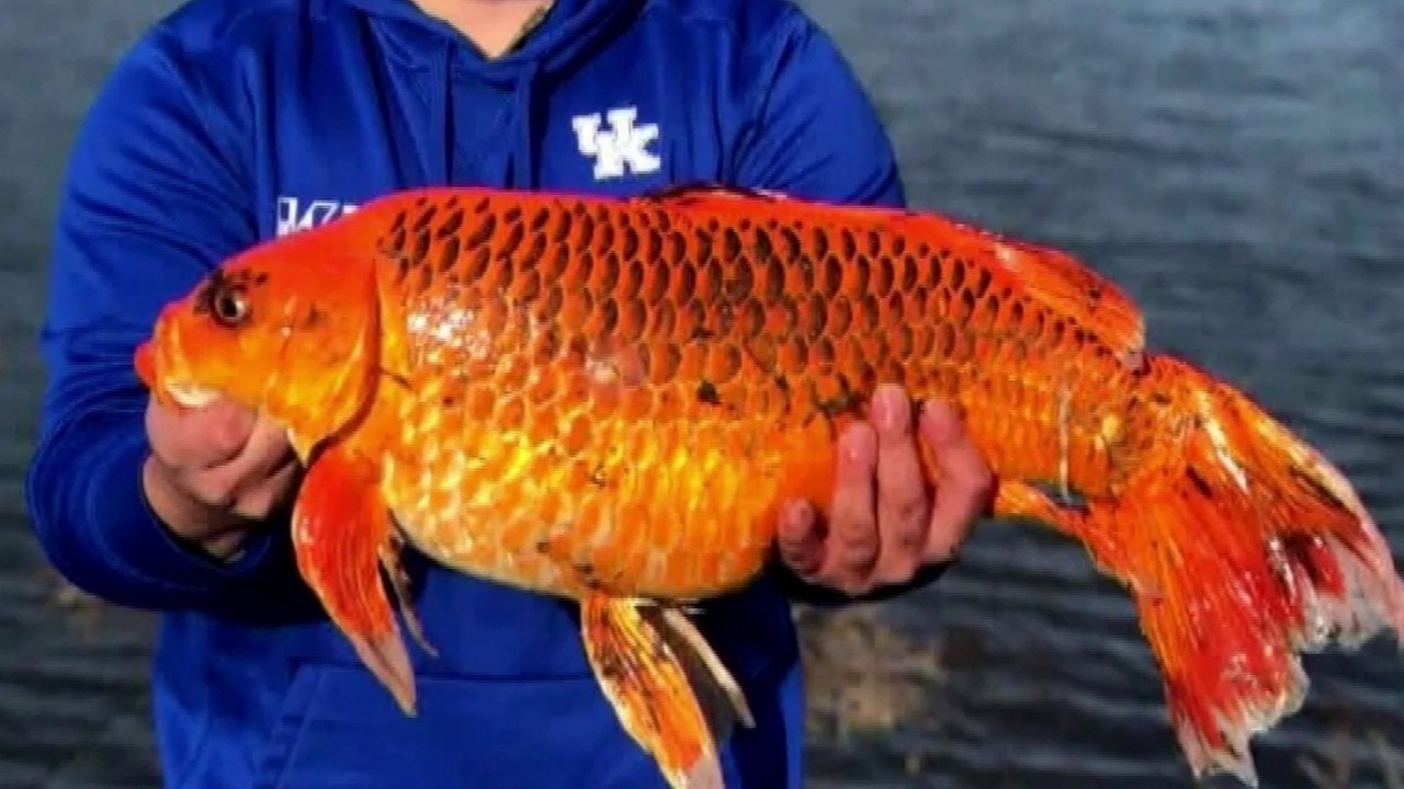 Man reels in 20-pound catch believed to be a goldfish