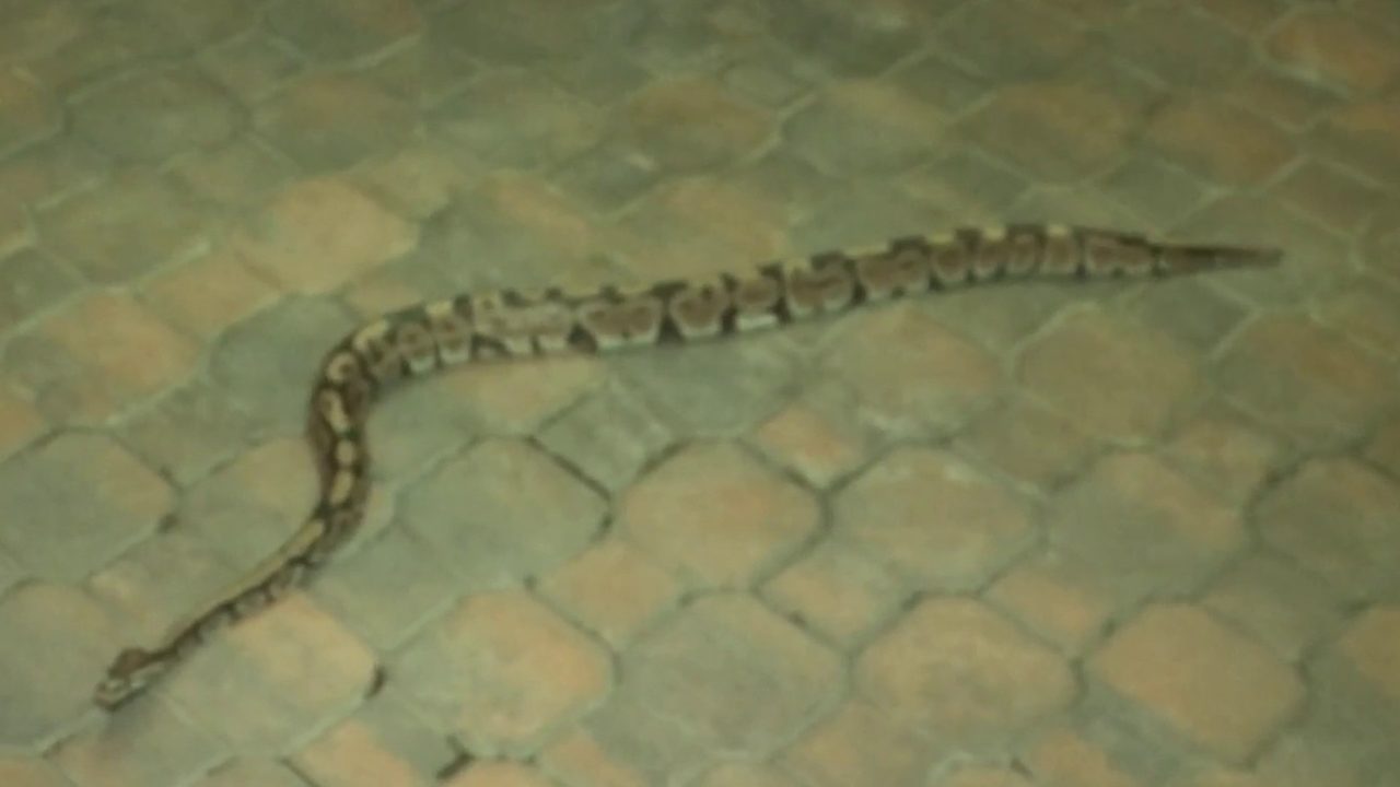 4-foot python found near downtown Orlando